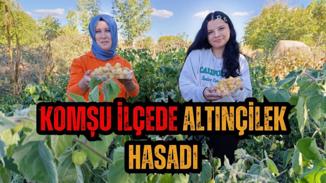 KOMŞU İLÇEDE ALTINÇİLEK HASADI - Uşak Haber Gazetesi